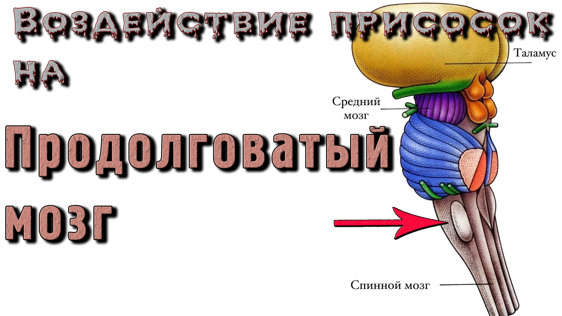 Влияние присосок от тёмных на Продолговатый мозг