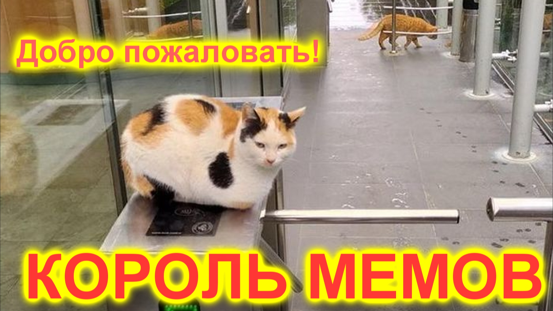 ПРИКОЛ С КОТОМ-кот-швейцар/КОРОЛЬ МЕМОВ