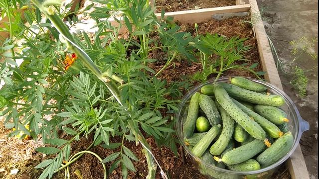 Витамины для огурцов.Не будет кривых.Завязи не пожелтеют,не засохнут и не отваля.mp4