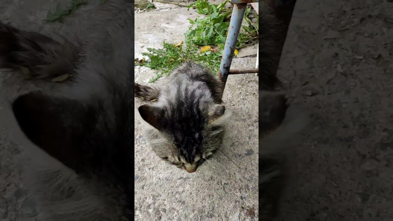 Cats meauuu Котики #shorts