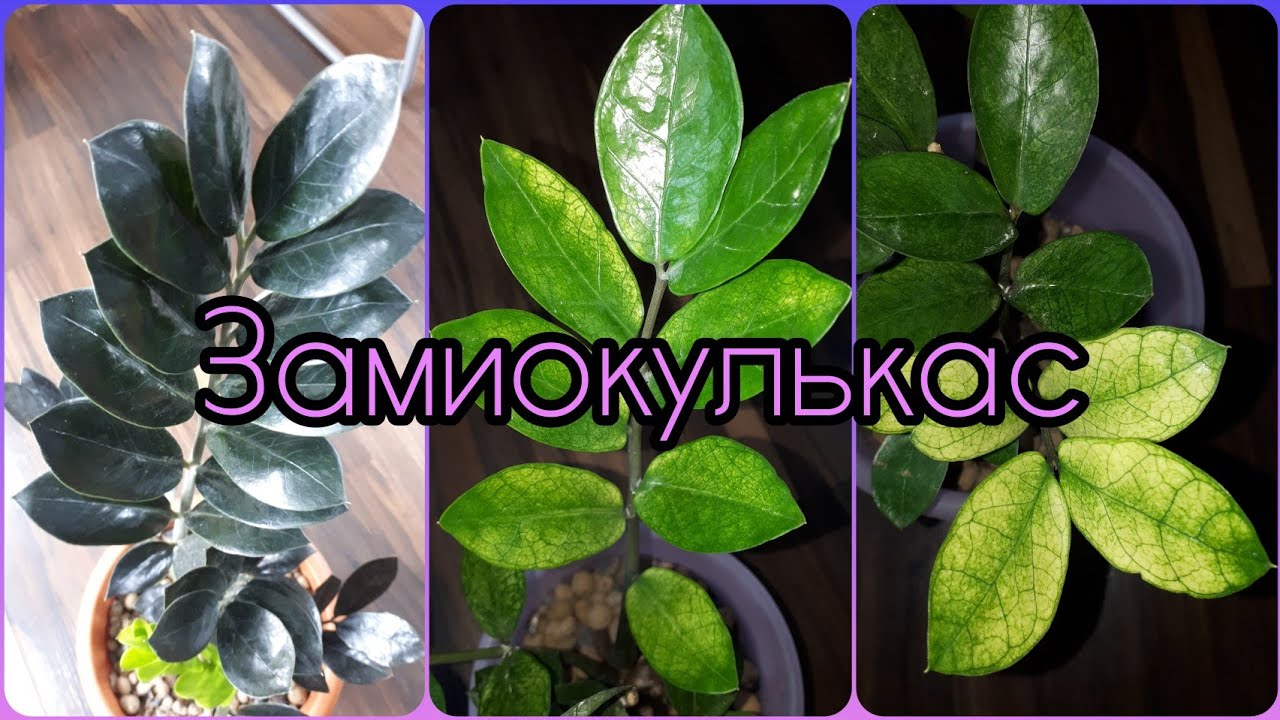 ЗАМИОКУЛЬКАС?Суккулентный представитель семейства Ароидных?Содержание?Уход?Полив?Освещение?