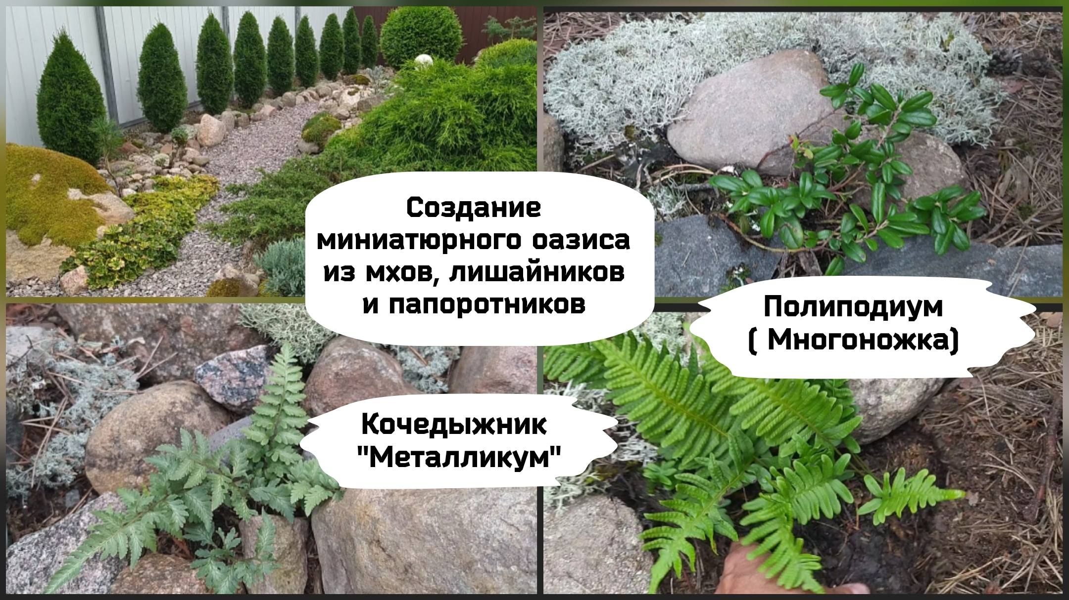 Создание миниатюрного оазиса из мхов, лишайников и папоротников.
(сентябрь 2022г.)