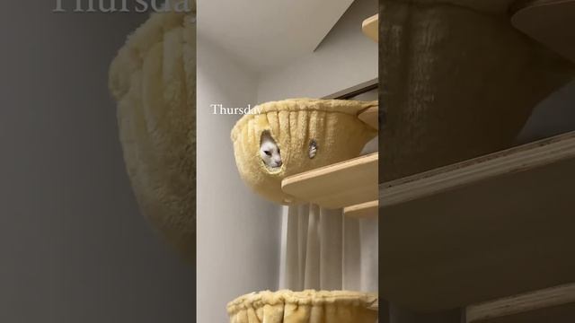 Тяжкое бытие