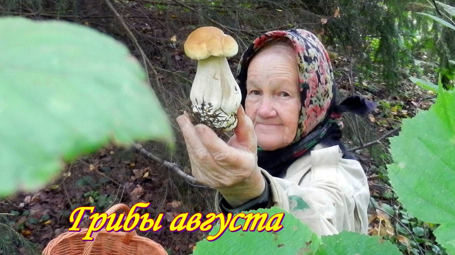 Грибы августа. Тонны собранных грибов. Часть 15