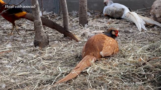 Феникс и фазан Phoenix and pheasant.mp4