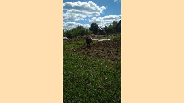 Прополка огорода