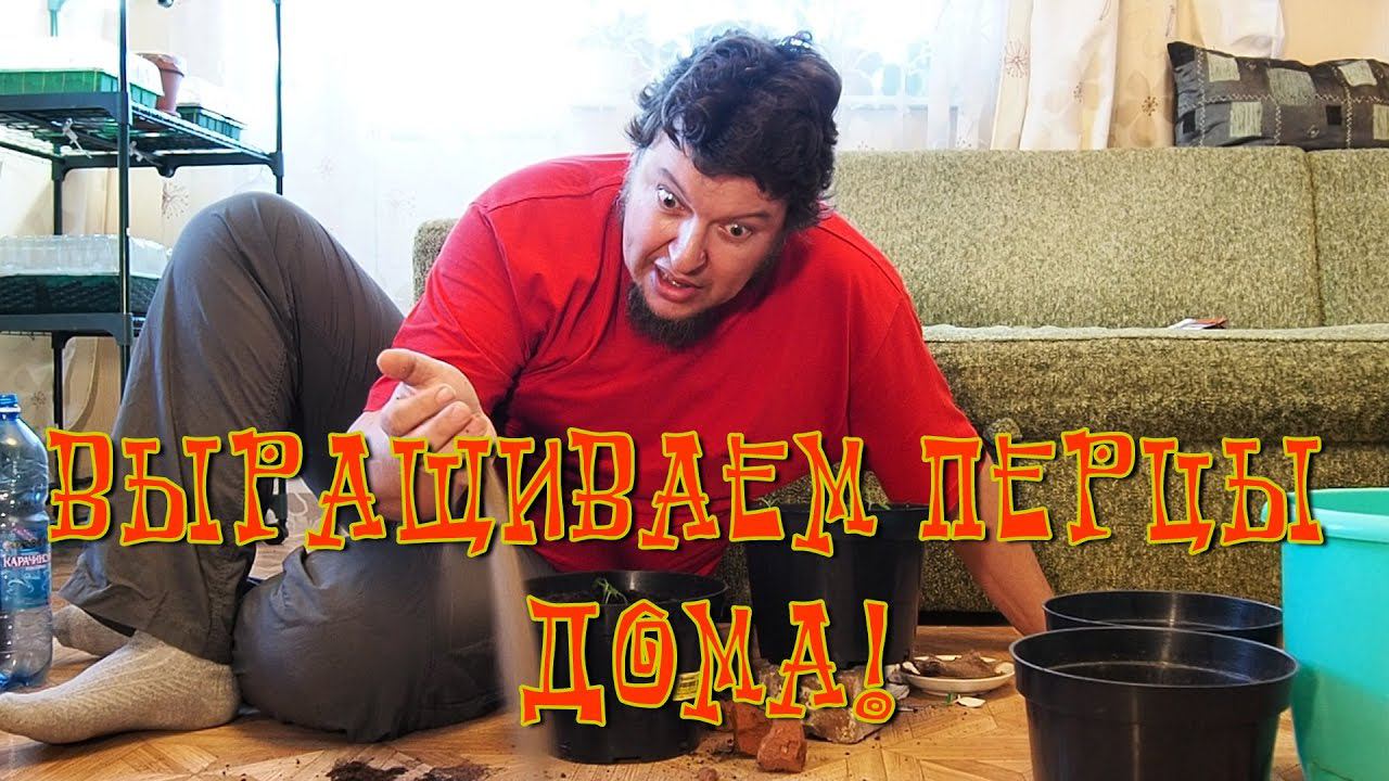 Выращиваем перец чили дома. Часть 5: высаживаем перец в горшки.