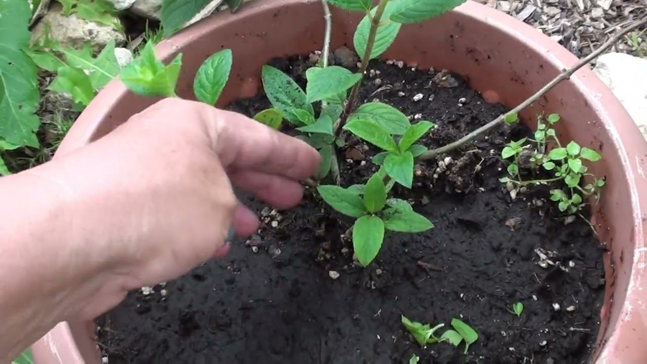 Почему начали расти боковые побеги на метельчатой гортензии ? Что делать? Удалять или нет ?