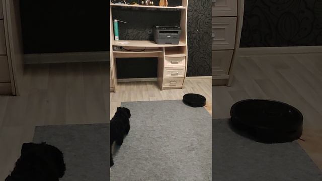 Реми и пылесос 1