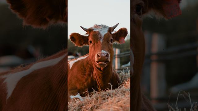 Активитон - препарат для  повышения продуктивности и иммунитета телят и коров после отела