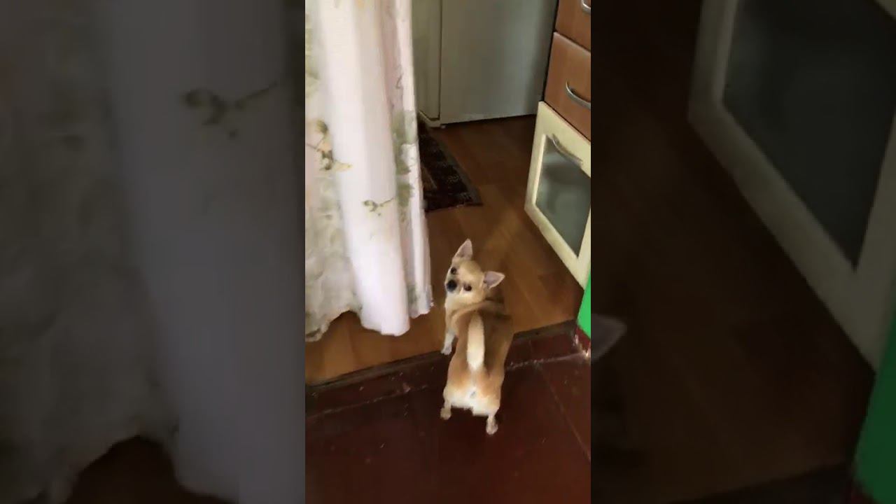 Не поколебимый кот