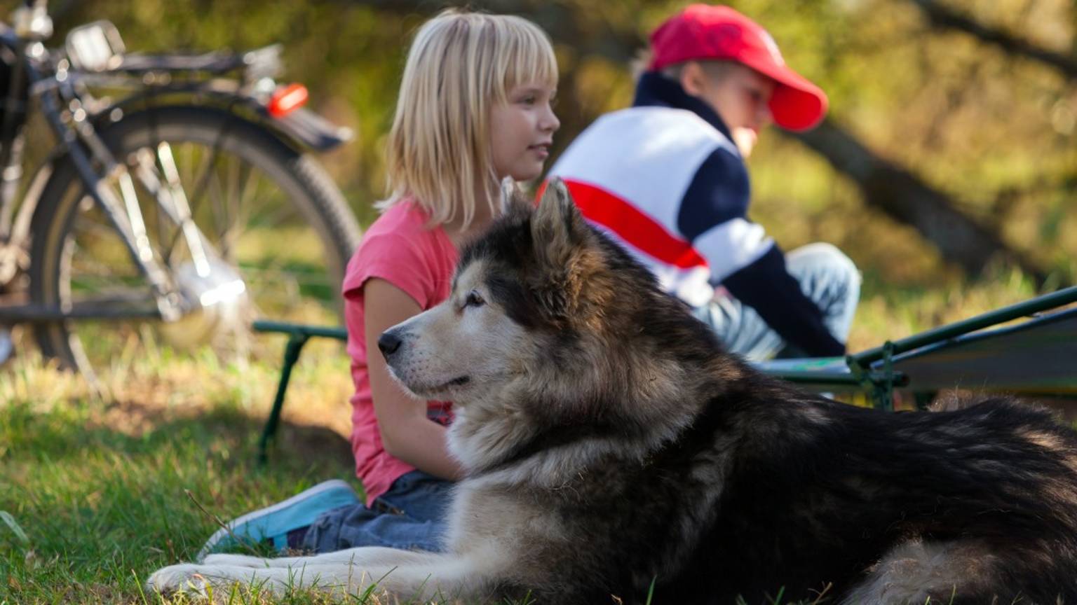 Как вырастить супер-собаку.