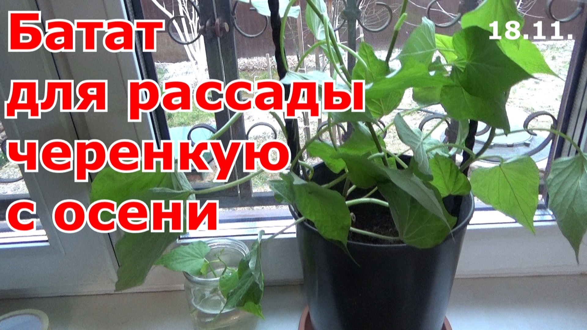 Размножение батата с осени черенками для сохранения до весны. Больше не храню клубни для посадки.