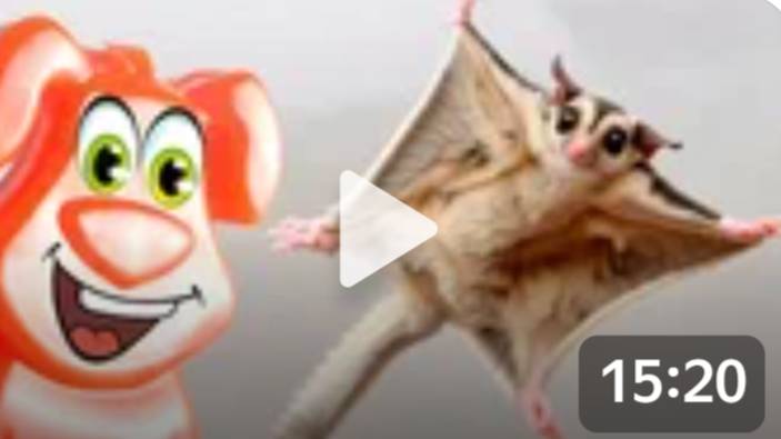 Белка-Летяга Залетает К Вам В Гости Желейный Стасик Пытается Её Словить.