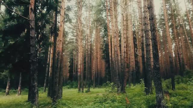 Нижний Тагил. Муринский пруд. Закат.