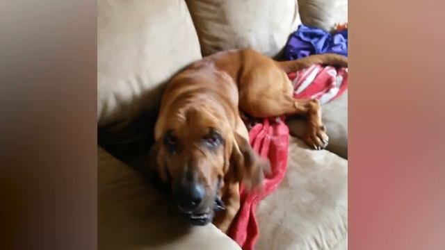 Нахальные домашние животные Самые смешные видео