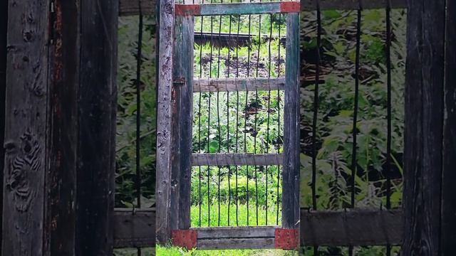 #огород  #лето #дождик #вайб #последождя #vibe