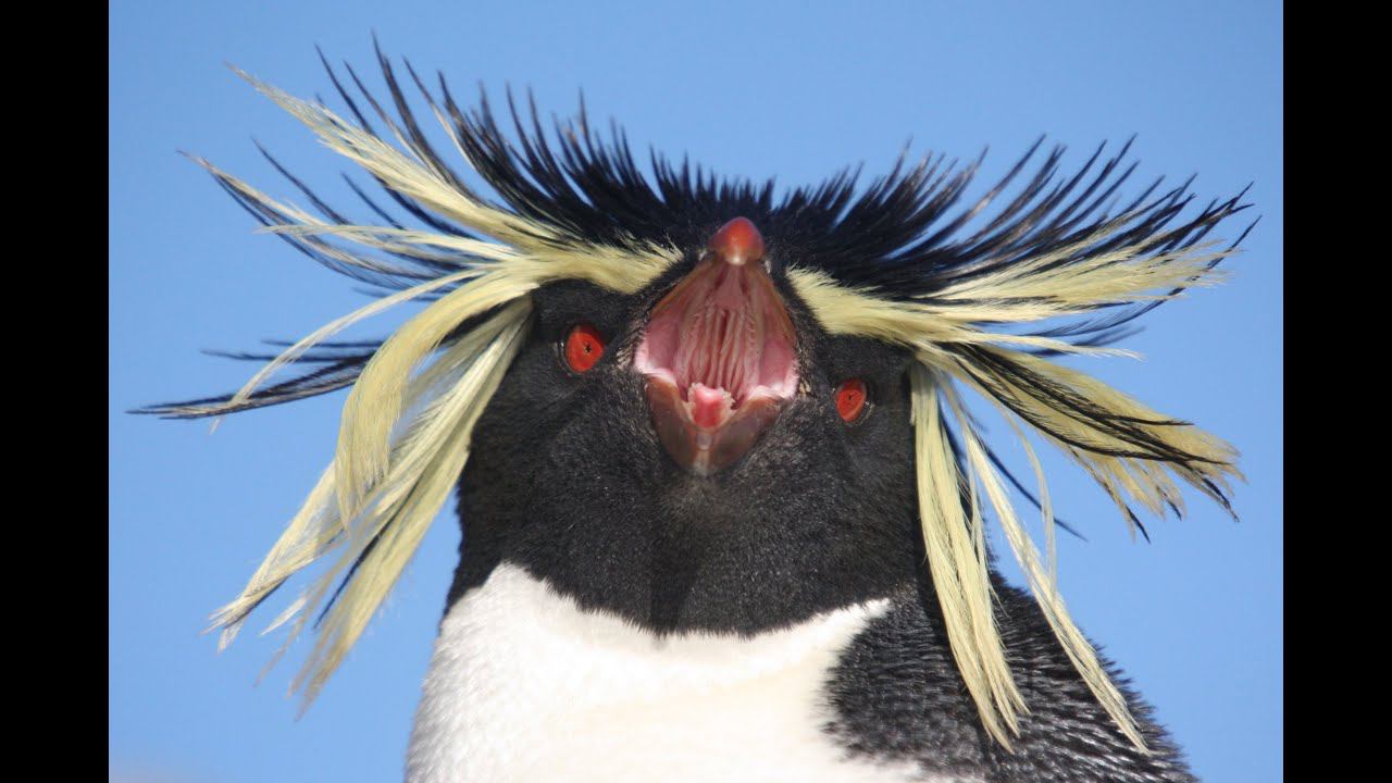 Удивительные события! Пингвины захватили один островок!! ОВ 14