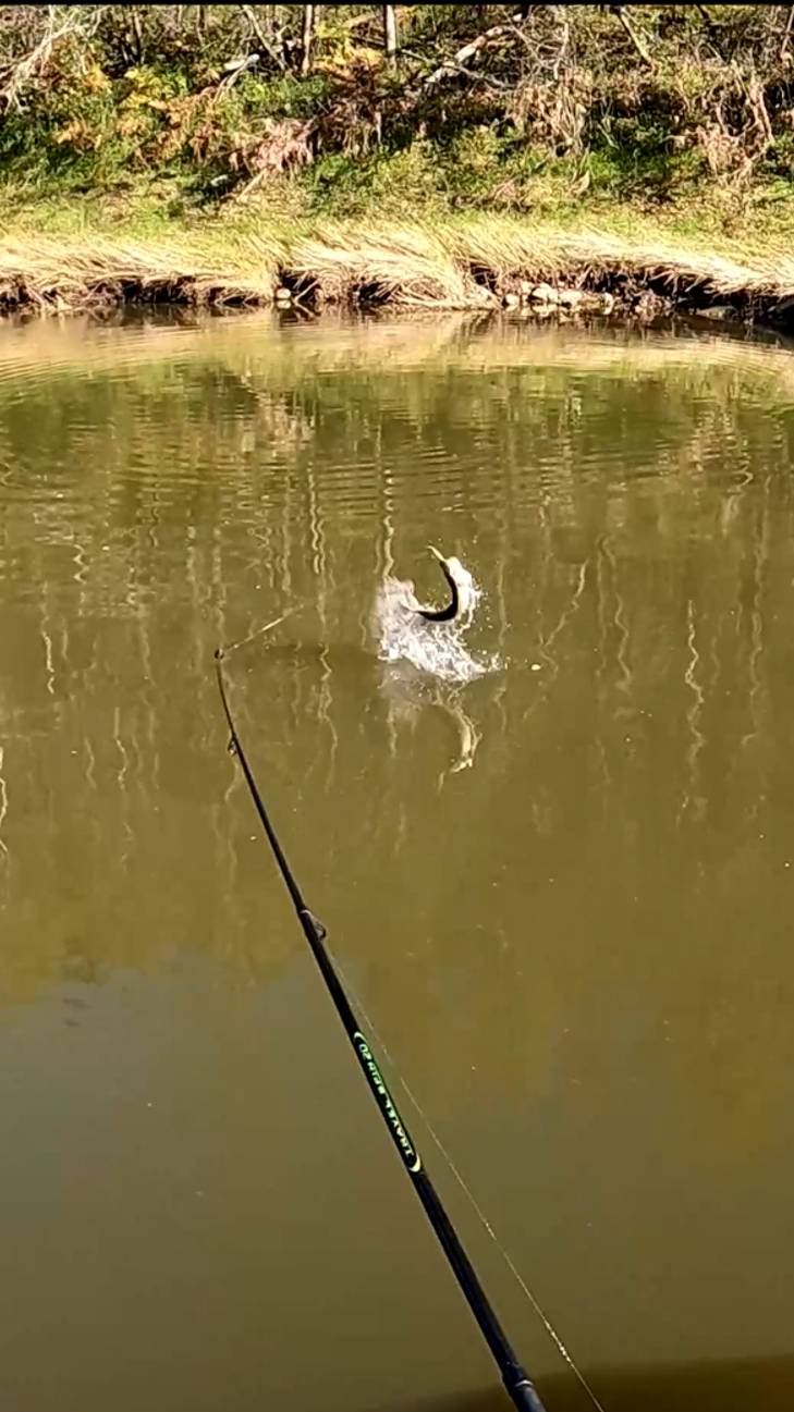 КРАСИВЫЙ СХОД ЩУКИ