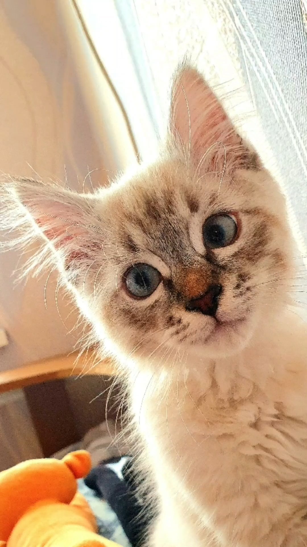 Мяу! Веселая котовасия?
#шортс #котики #котята