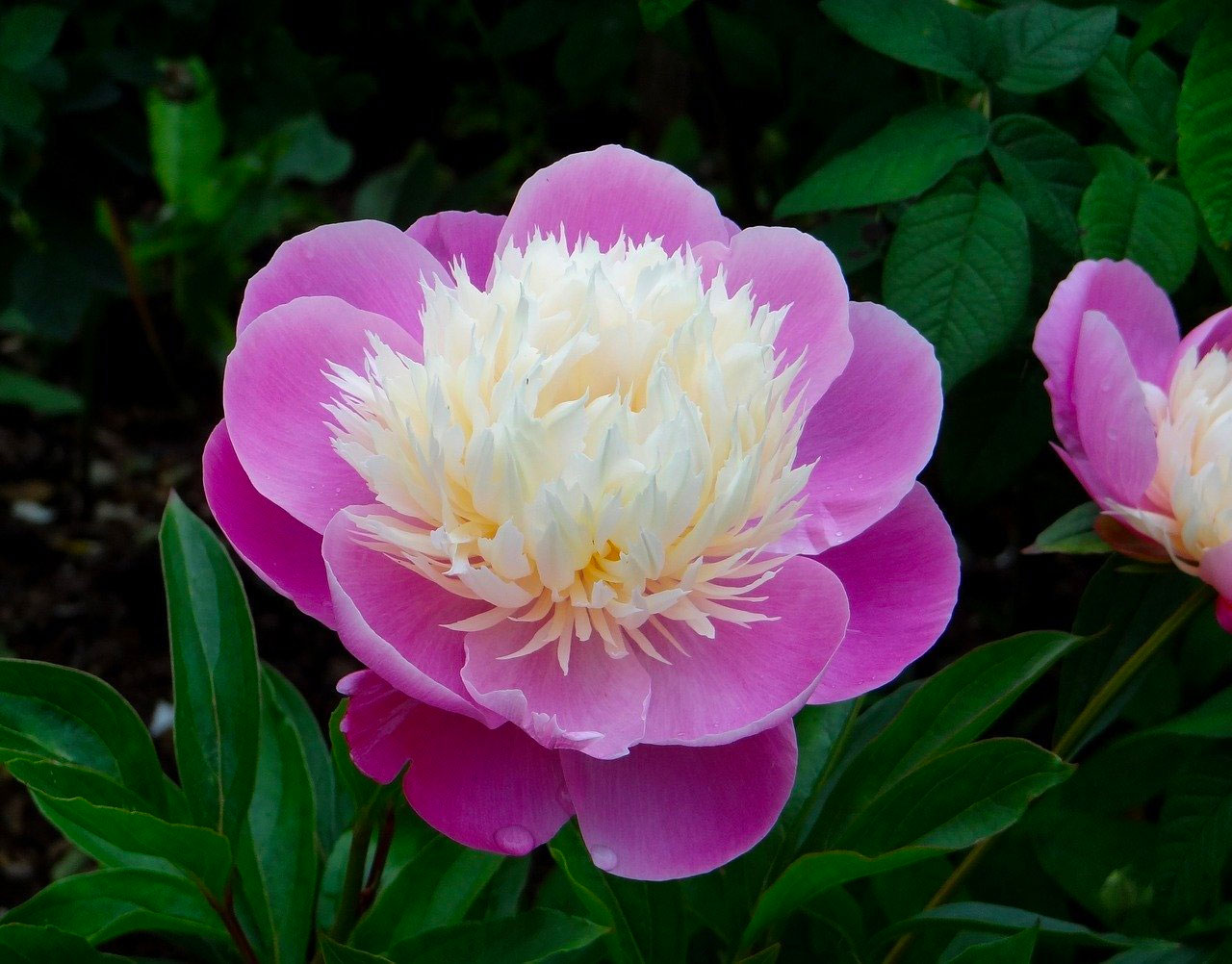 Цветок имени Яна - пион.mp4