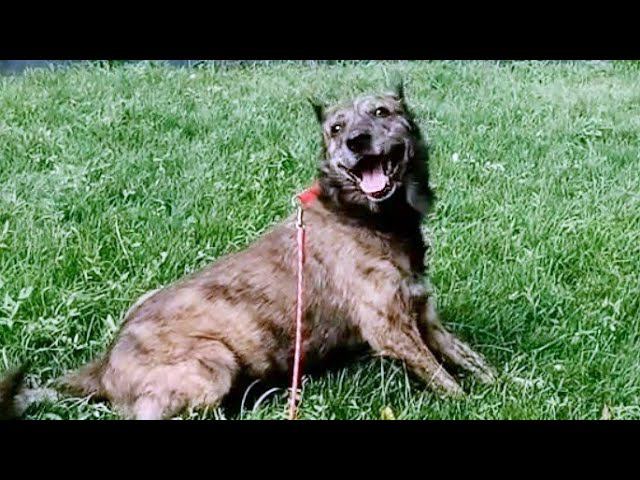 Рекс и щекотливые мотыльки