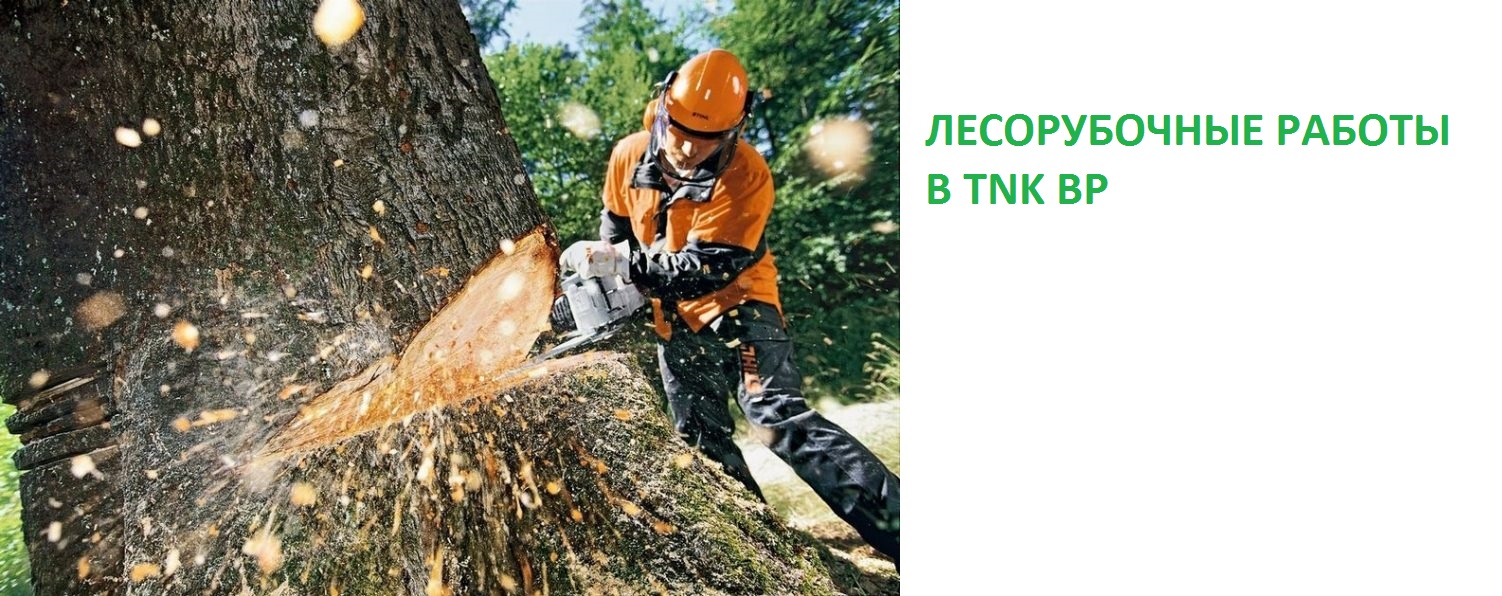 Лесопорубочные работы в TNK BP