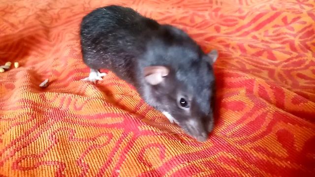 Резвые Макс и Селим и спокойная Малышка. Беготня и погрызушки. #крысята