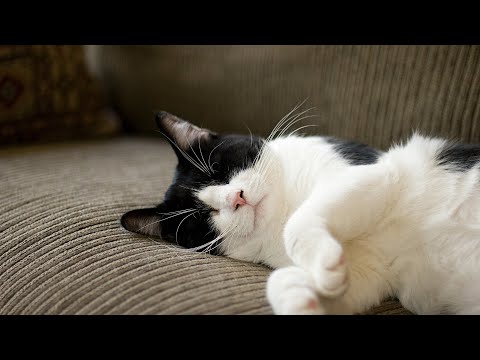 Кошки — ценители комфорта.