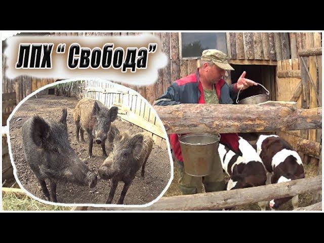 Необычная ферма Александра Кабаны