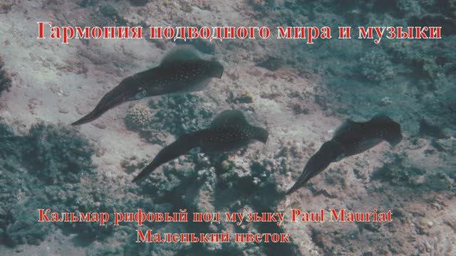 42. Кальмар рифовый под музыку Paul Mauriat Маленький цветок