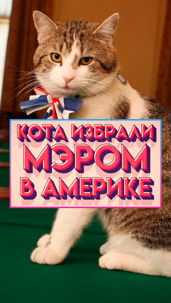 Этот КОТ был мэром города! 🔥 #shorts #коты #ЗнаменитыеКоты