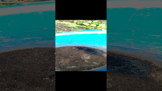 "Злейший враг" огородника