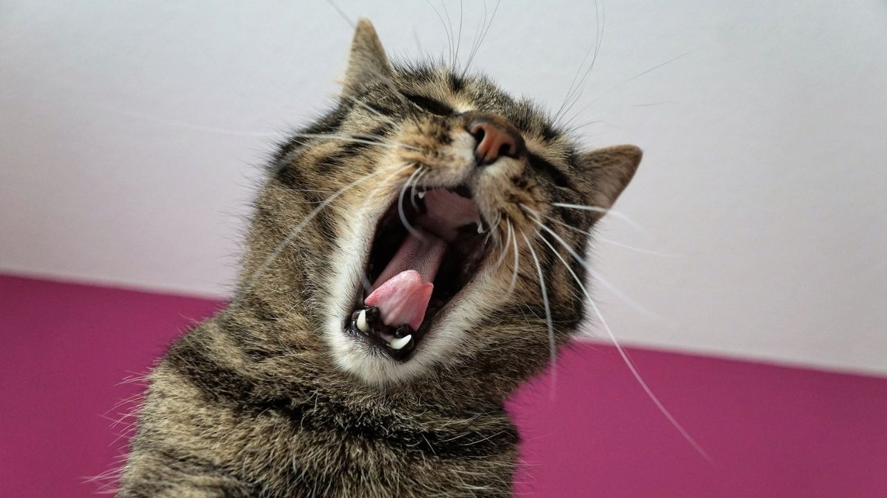 СМЕШНЫЕ Кошки и Собаки / Приколы с животными / Часть 4