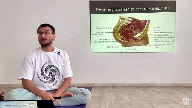 Анатомия и физиология Женской репродуктивной системы (фрагмент семинара)