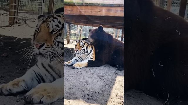 Медведь И Тигр Лучшие Друзья, УДИВИТЕЛЬНО ОЧАРОВАТЕЛЬНЫЕ.