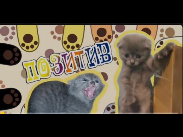 Социализация деревенского котенка. Из дворовой в дворяне.