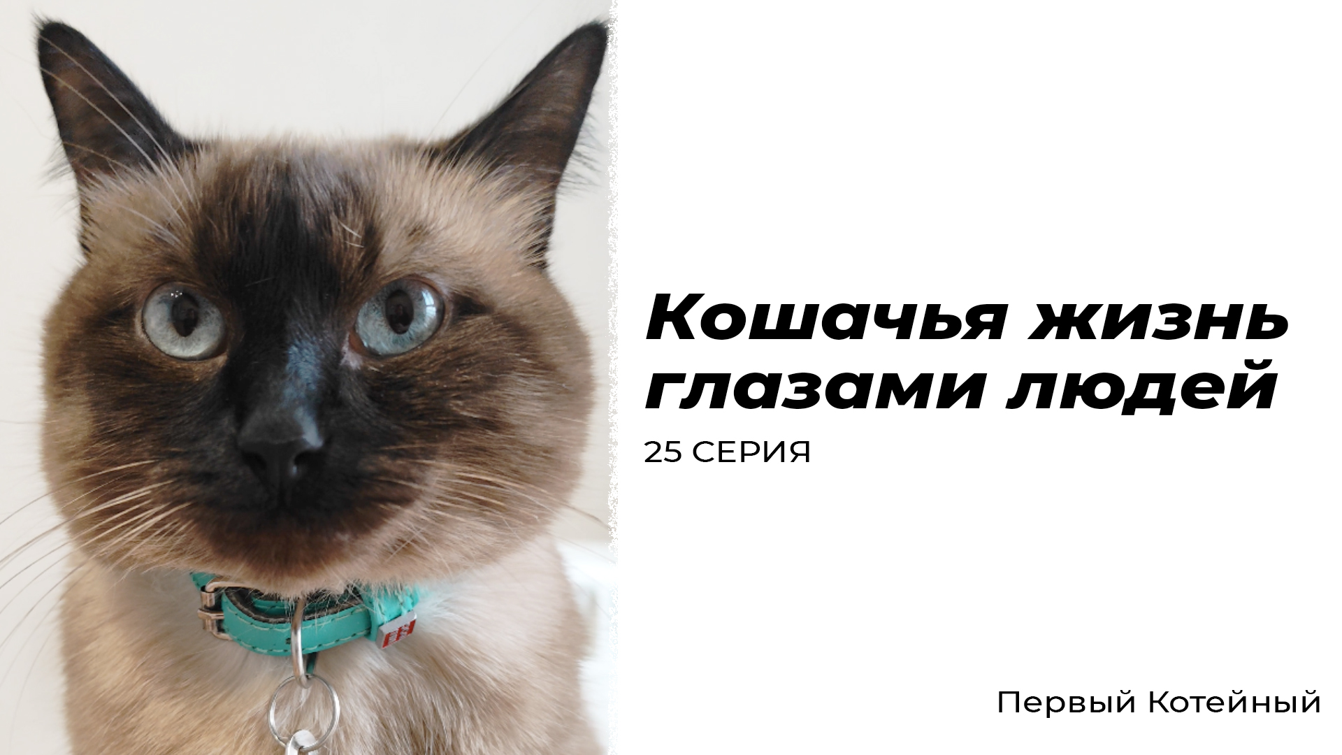Кошачья жизнь глазами людей — 25 СЕРИЯ