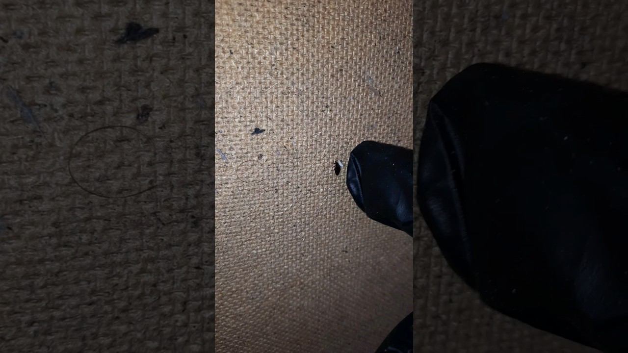 Клопы быстро бегают |Подпишись| #клопы #клопывквартире #дезинсекция