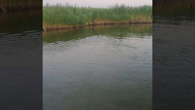 Подача из воды Бретонский Эпаньоль.mp4