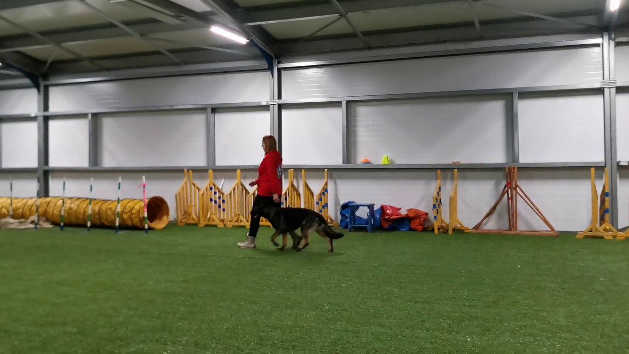 АПС-1 раздел послушание, немецкая овчарка. АТТЕСТАЦИЯ ПРИКЛАДНЫХ СОБАК