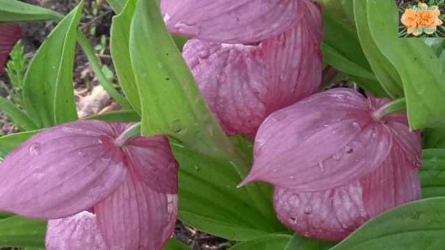 ВЕНЕРИН БАШМАЧОК.mp4