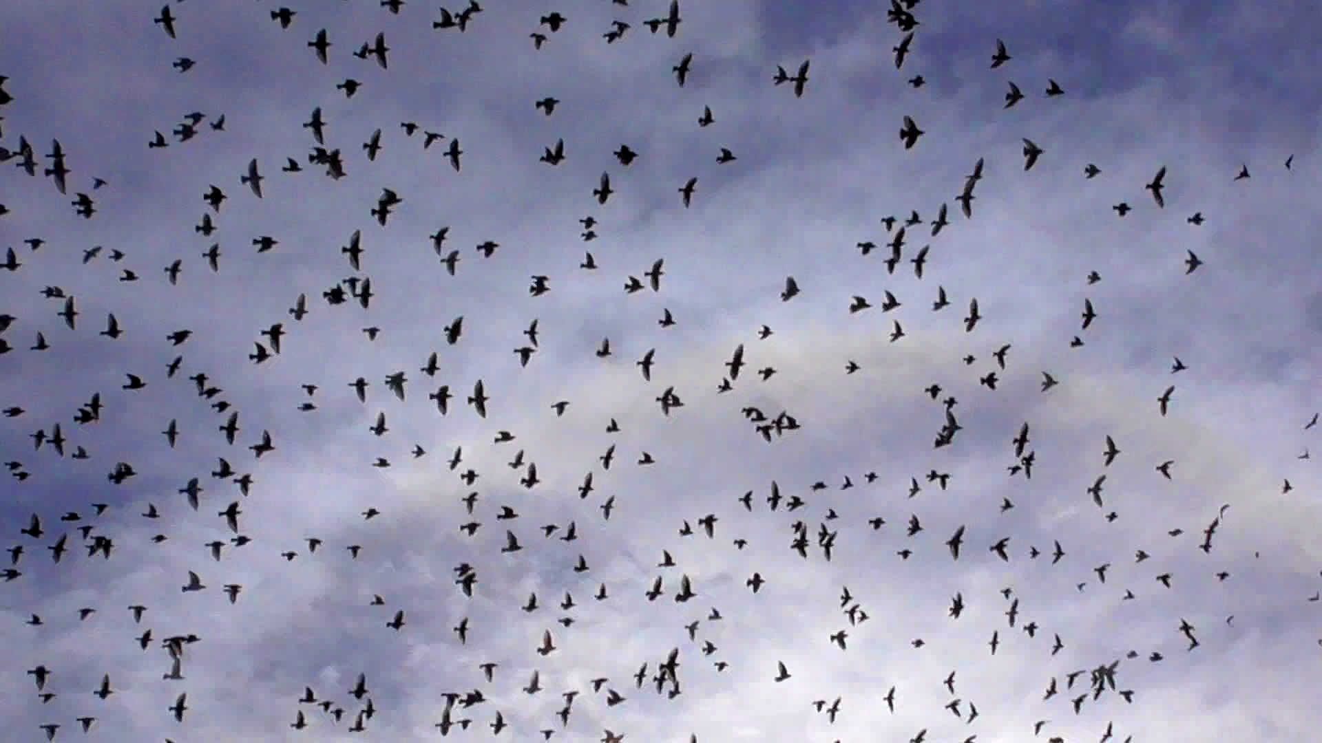 Мурмурация скворцов