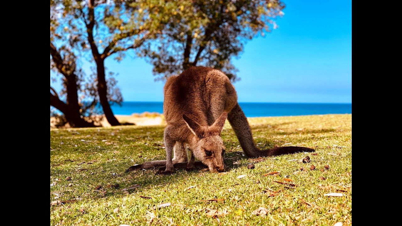 Walk Australia, Relax, chillout music, footage / Прогулка по Австралии, Релакс музыка, видео, футажи