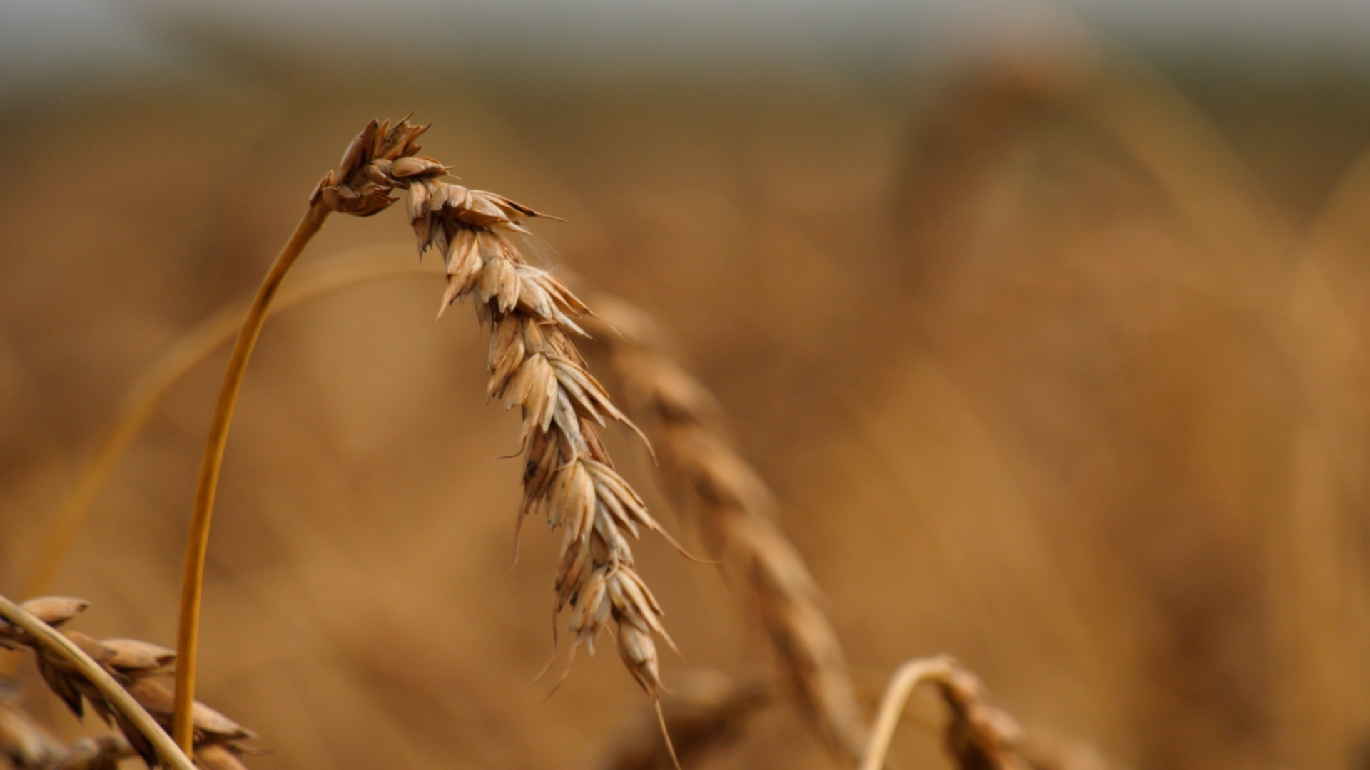 «Страницы нашей истории». Школьники из Чистопрудного побывали на родине Терентия Семеновича Мальцева