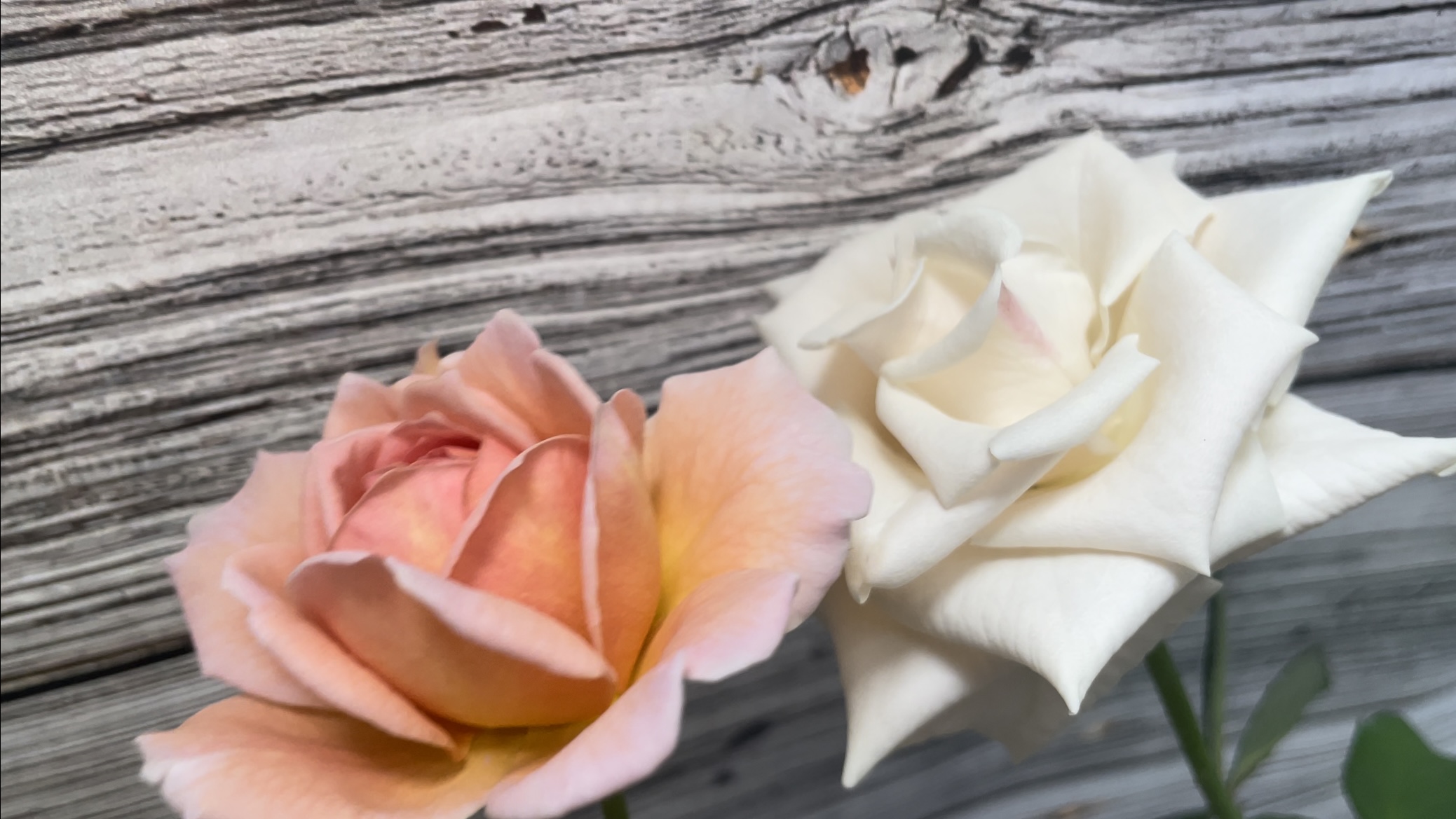 Розы дома ЛЕГКО ?