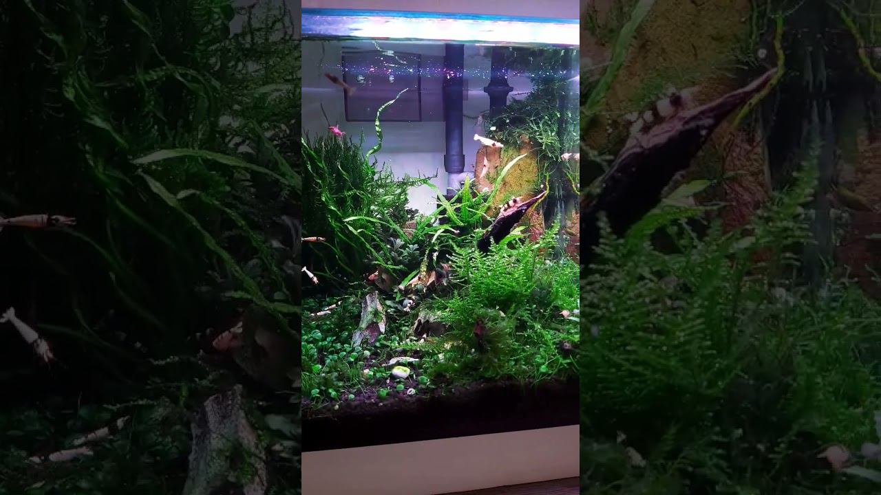 Гон у креветок чёрный кристалл #аквариум