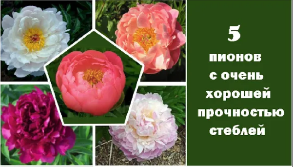 ❀ 5 пионов с очень хорошей прочностью стеблей