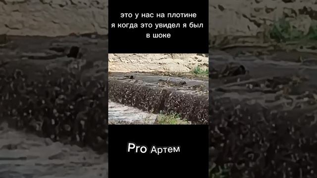 у нас на плотине переливает мостик чтобы вы знали это необычный деревянный мостик это прям такой для