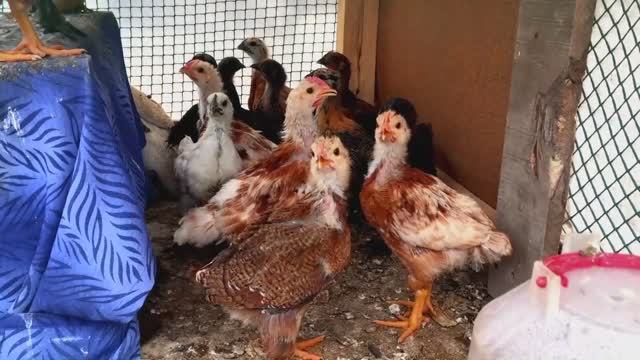 РЕКОНСТРУКЦИЯ БРУДЕРА для ЦЫПЛЯТ